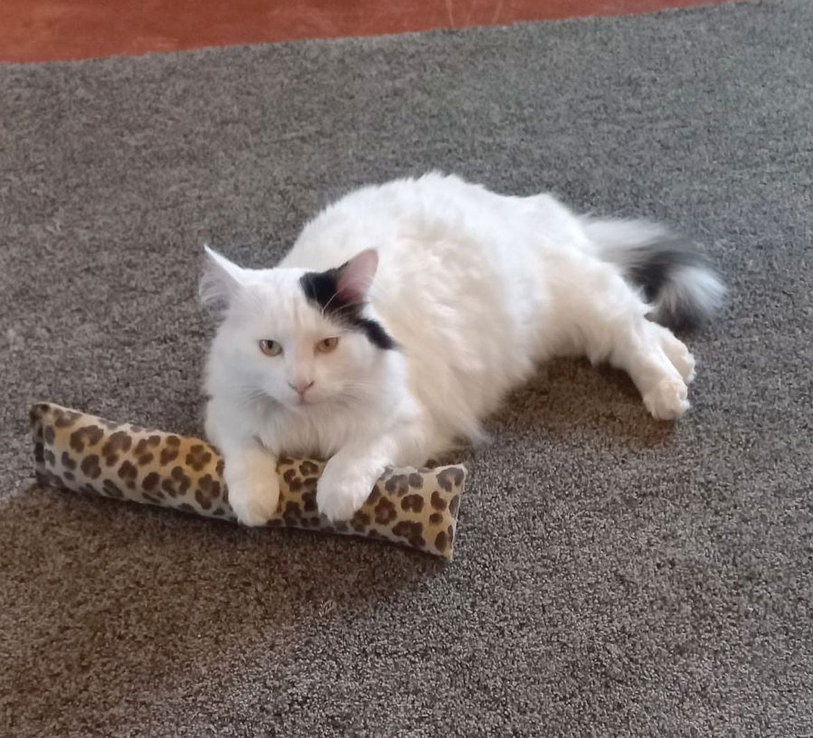 West Coast Pet Products 15" Catnip Cat Kicker Toys/Kitty Kick Sticks ...