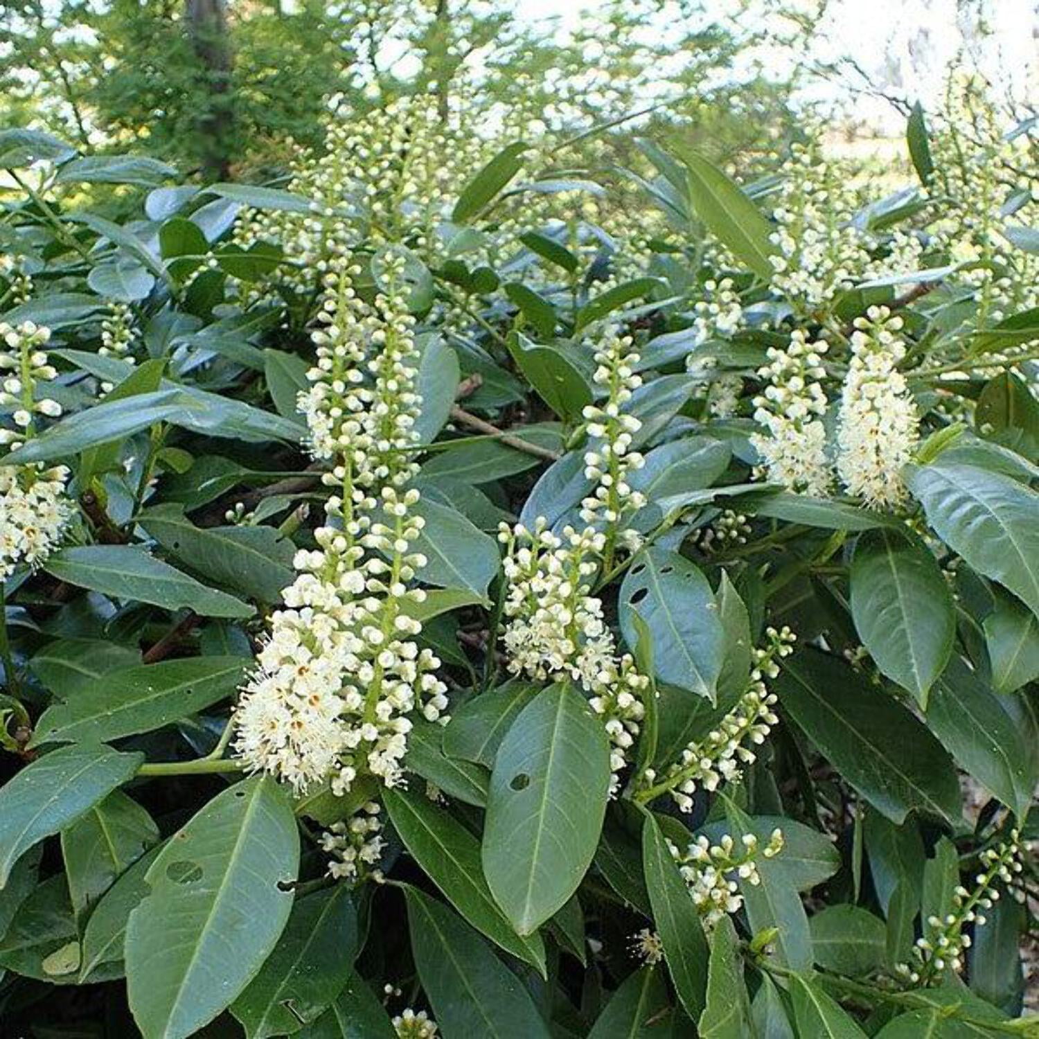 West Coast Skip Laurel, Schipkaensis - Prunus laurocerasus ...