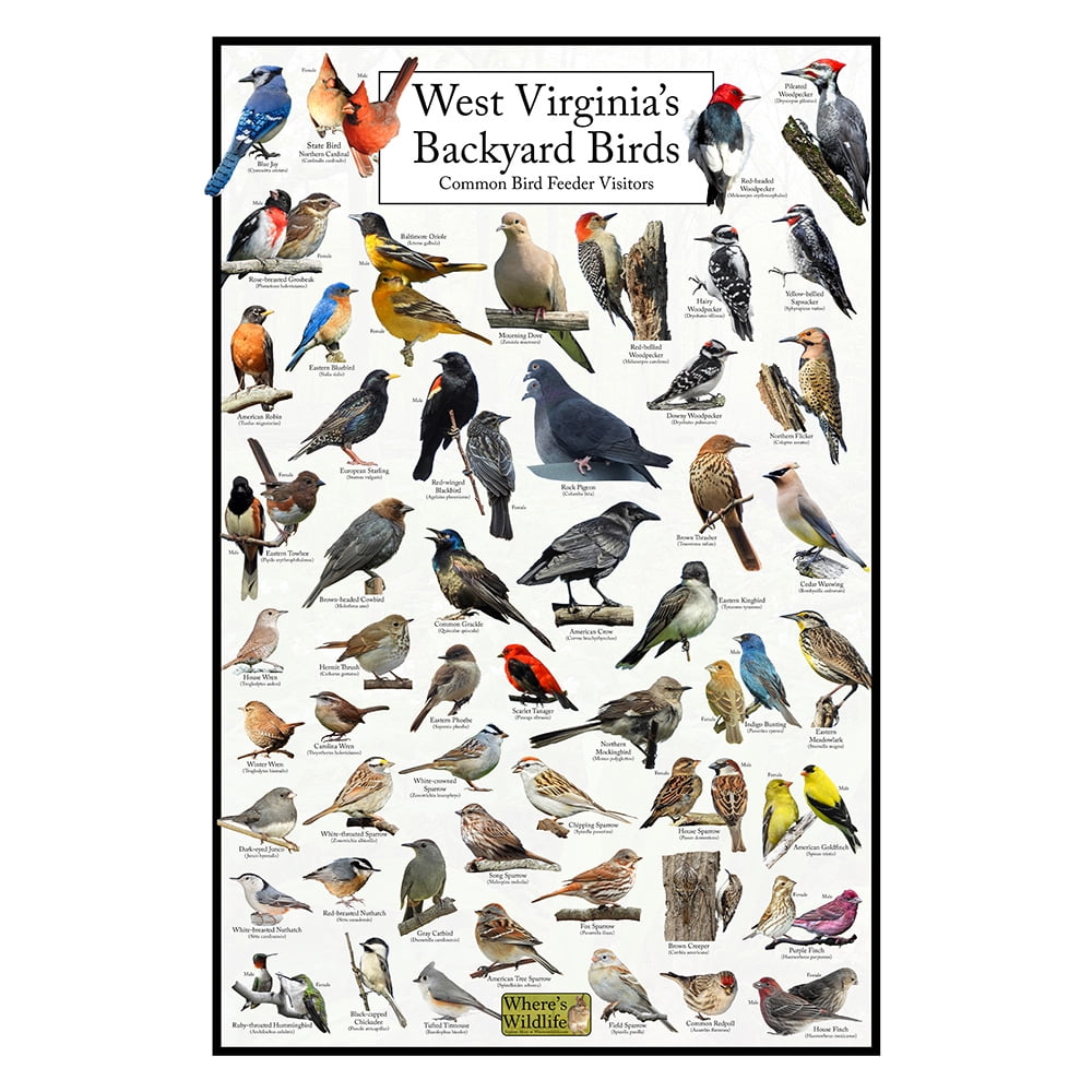 West Virginia's Backyard Birds Poster - West Virginia Bird Chart ...