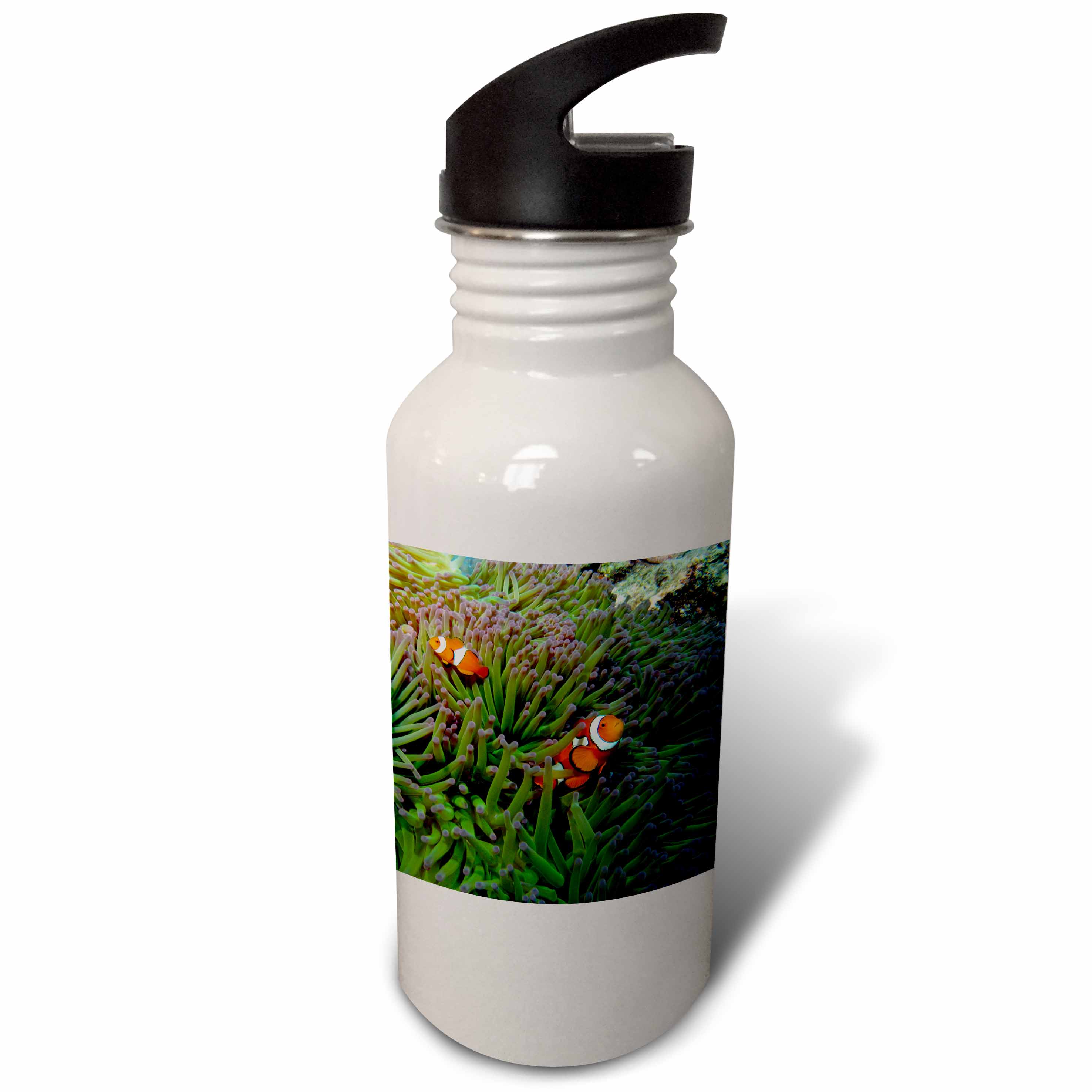 Western Clownfish, Great Barrier Reef, Australia-AU01 DWA3020 - David Wall 21 oz Sports Water ...