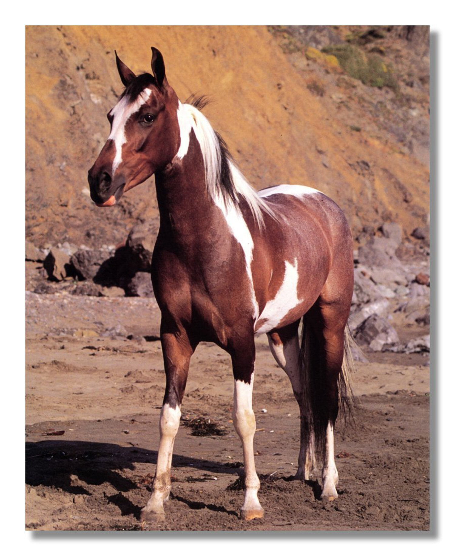 Western Cowboy Pinto Horse Kids Room Animal Wall Picture Art Print ...