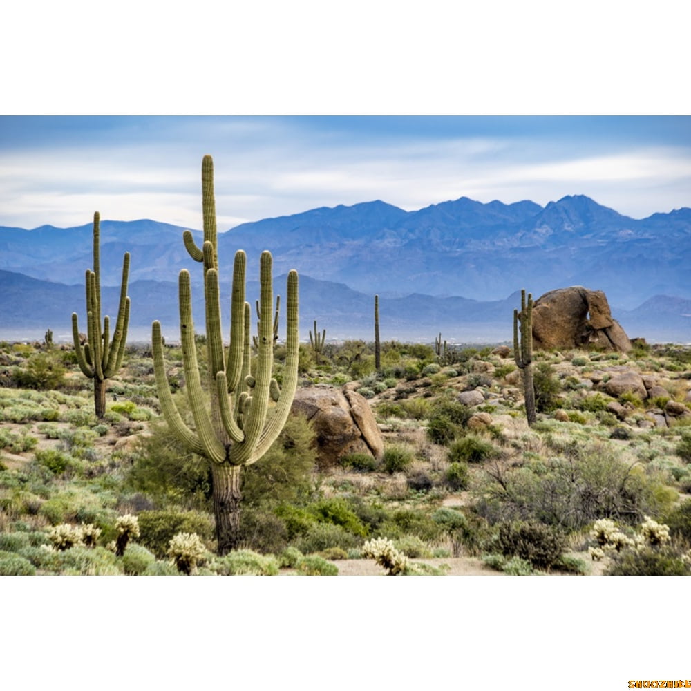 Western Desert Sce Photography Backdrop Dusk Desert Cactus Mountain Shrub Hillside Natural ...