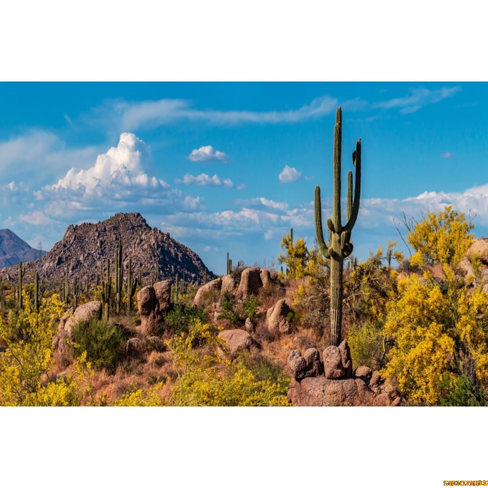 Western Desert Sce Photography Backdrop Dusk Desert Cactus Mountain Shrub Hillside Natural ...