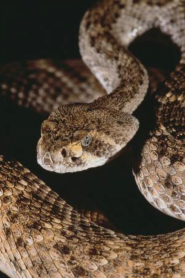 Western Diamondback Rattlesnake, Animals Unframed Photographic Print ...