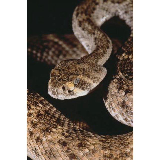 Western Diamondback Rattlesnake, Animals Unframed Photographic Print ...