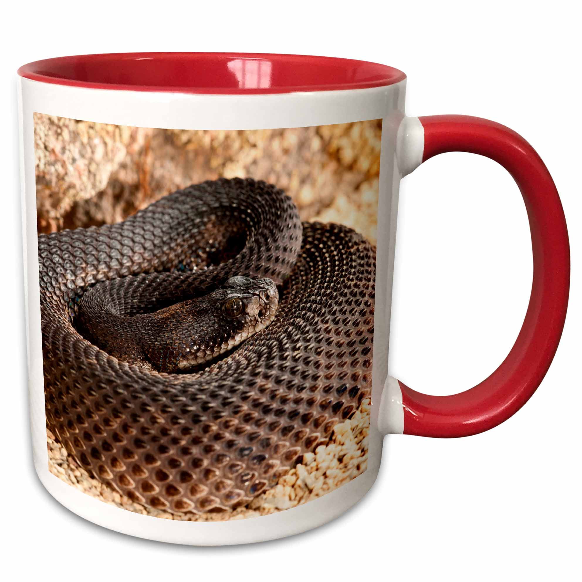 3drose, Western Diamondback Rattlesnake, Southwestern Us - Na02 Dno0884 ...