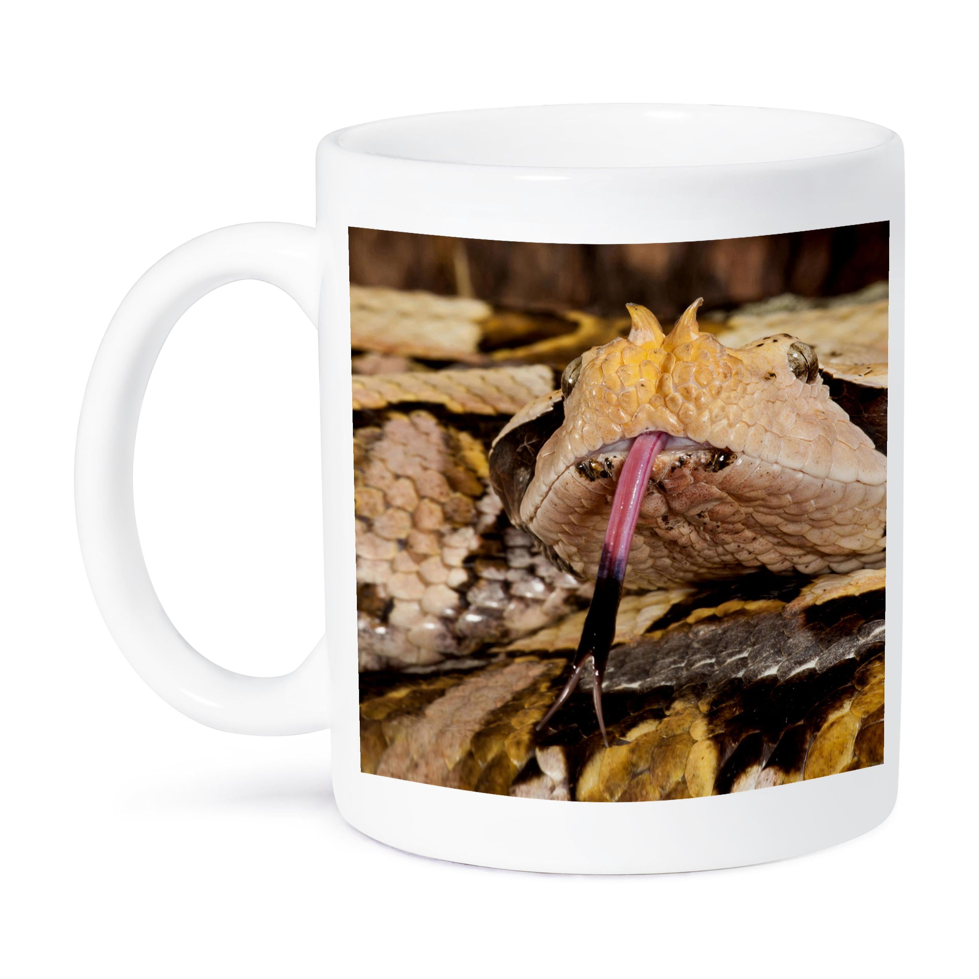 Western Gaboon Viper Snake, Native To Africa - Na02 Dno0899 - David ...