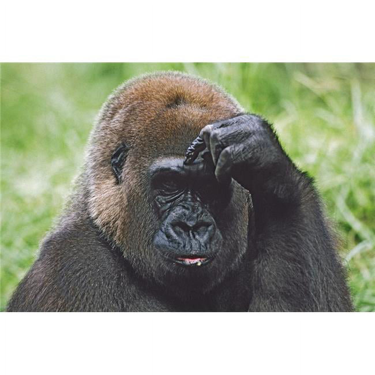 Western Gorilla Portrait with Finger on Brow As If Thinking Africa ...