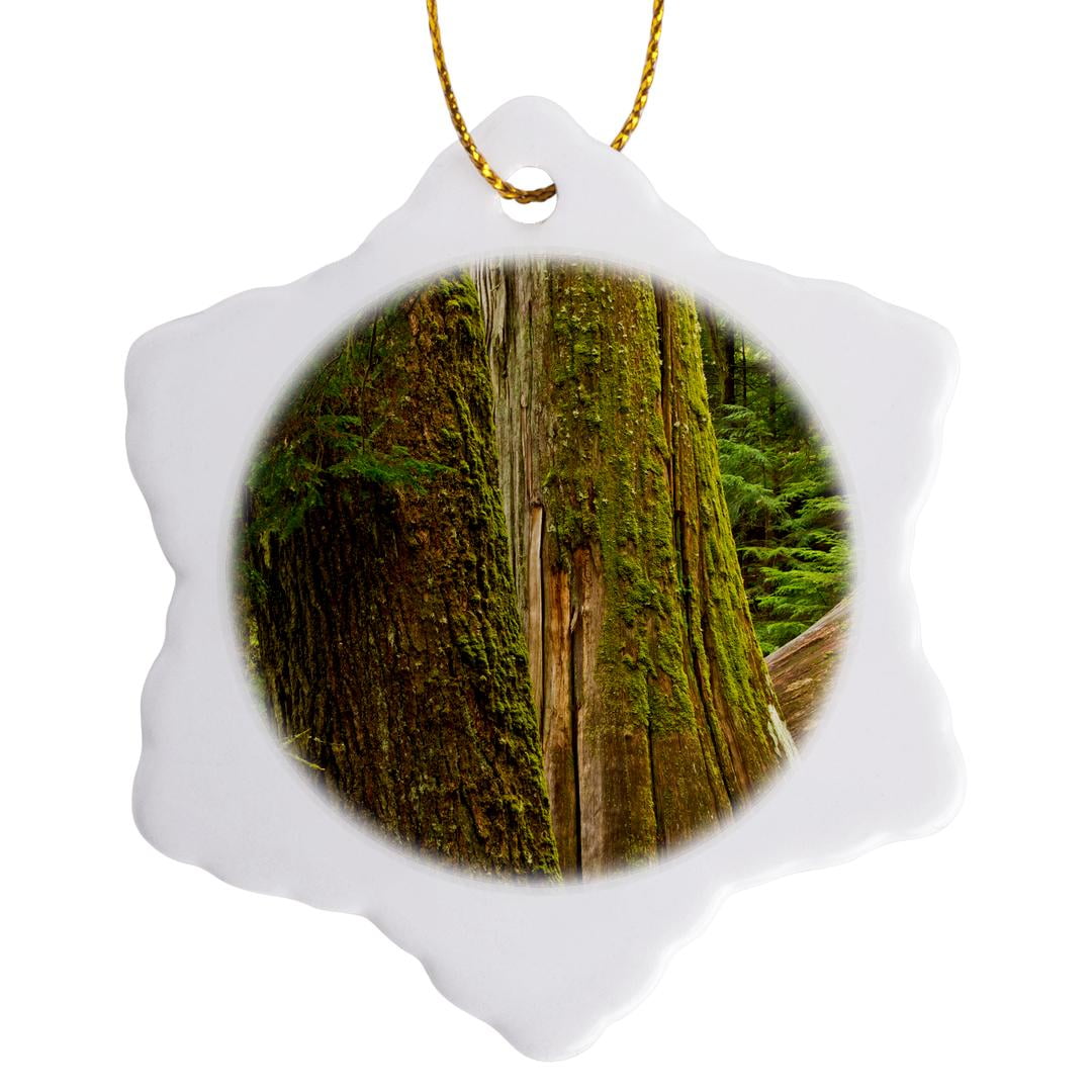 3drose, Western Hemlock, Cedar, Mount Rainier National Park, Usa, 3 ...
