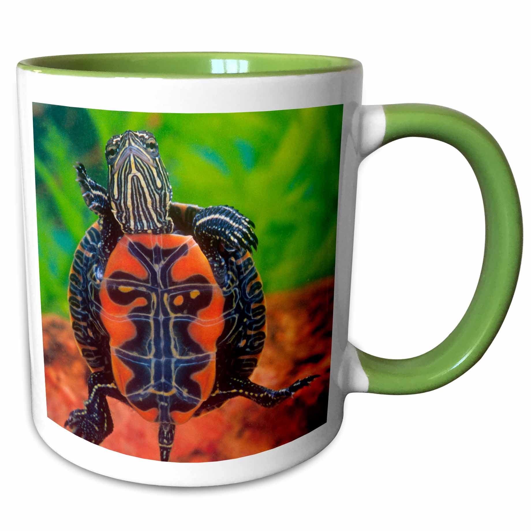 3drose, Western Painted Turtle - Na02 Dno0773 - David Northcott, 15oz ...