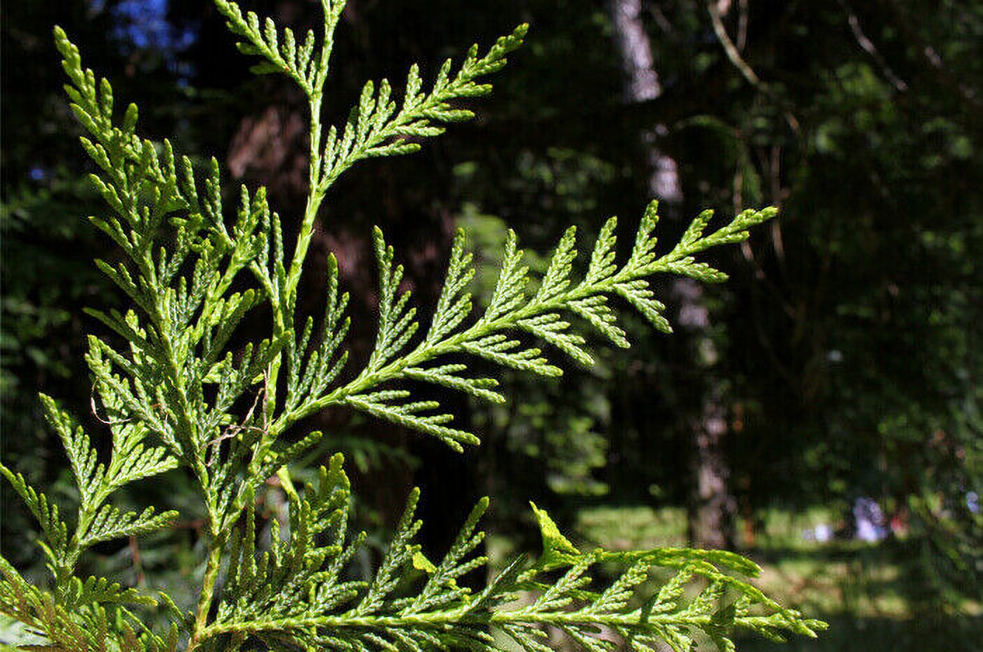 Western Red Cedar 2-3' live tree - Fast growing evergreen - Hedges and ...