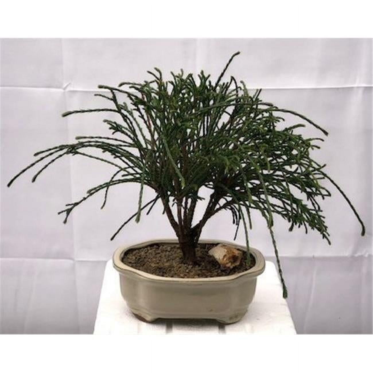 Western Red Cedar Bonsai Tree - Thuja Plicata Whipcord - Walmart.com