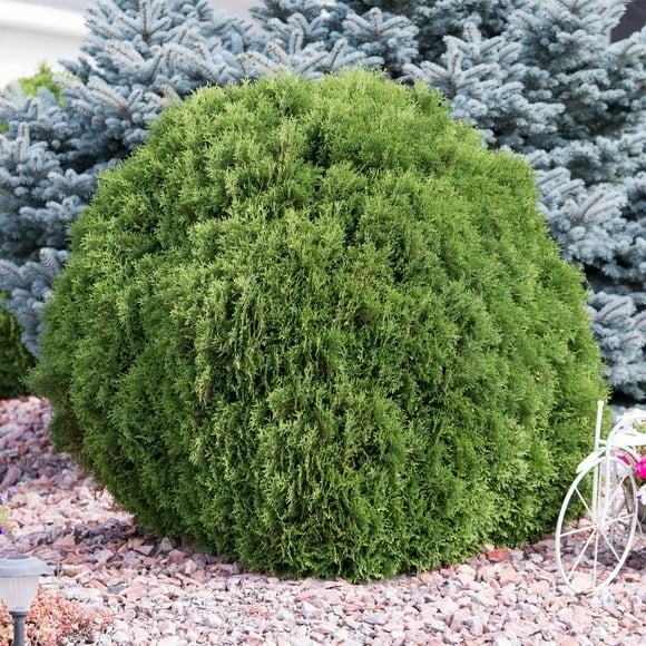 Evergreen Shrubs in Garden Bushes - Walmart.com