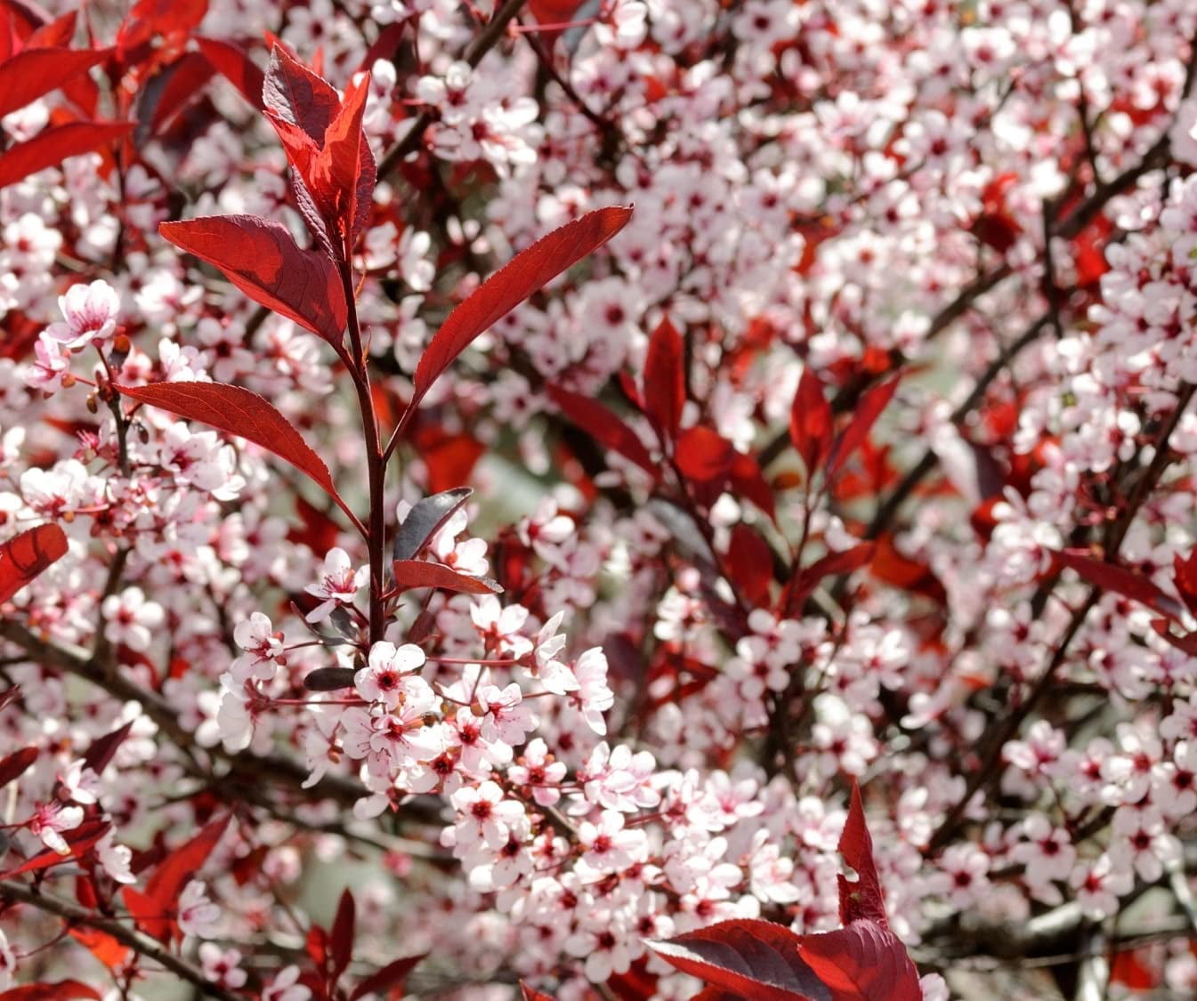 CZ Grain Western 6 Western Sand Cherry Plant Seeds, Stunning Red Leaves ...