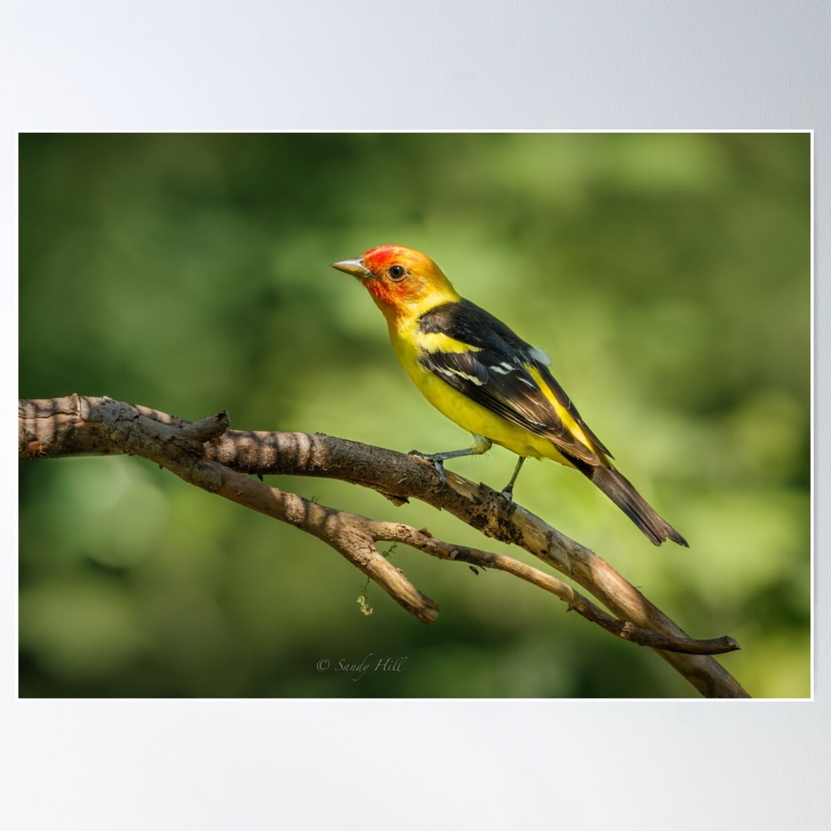 Western Tanager( Male) Poster Wall Art, Modern Wall Decor For Living ...