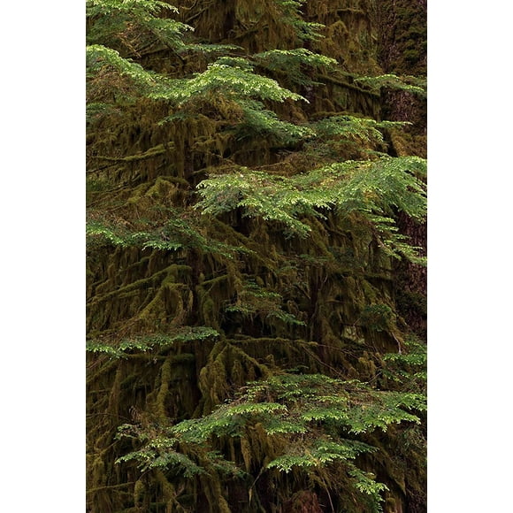 Western Hemlock Tree
