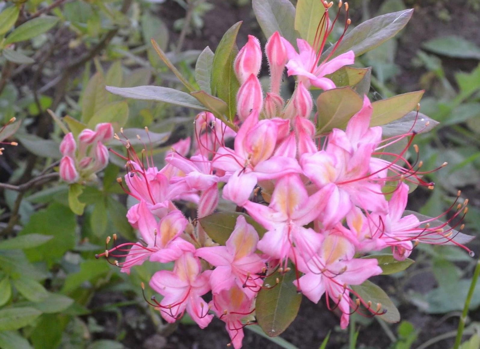 Weston's Pink and Sweet' Deciduous Azalea 3 Gallon - Walmart.com