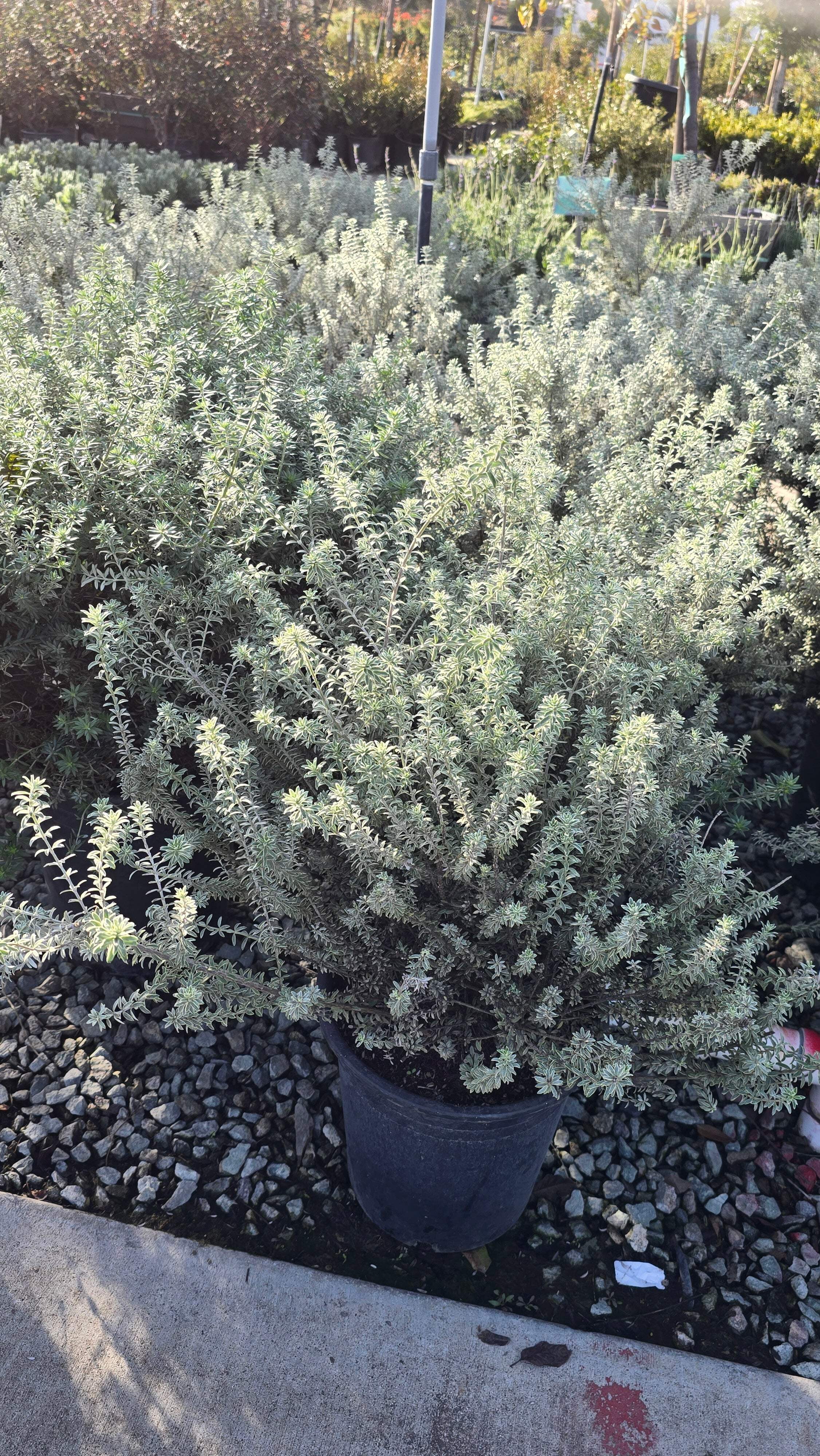 Westringia fruticosa 'Smokey' 5 gallon pot - Get similar - Walmart.com