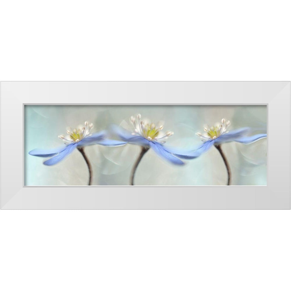 Westum, Heidi 24x11 White Modern Wood Framed Museum Art Print Titled - Dancing Anemones ...
