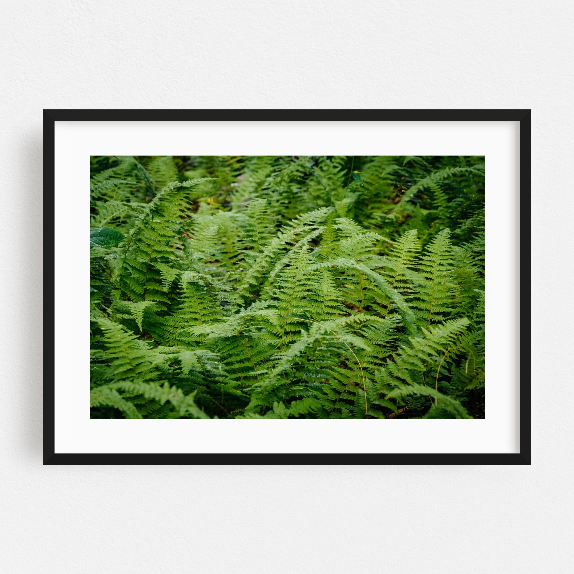 Wet Fern - Virginia Photography Nature Botanical Forest Floral Scenic ...