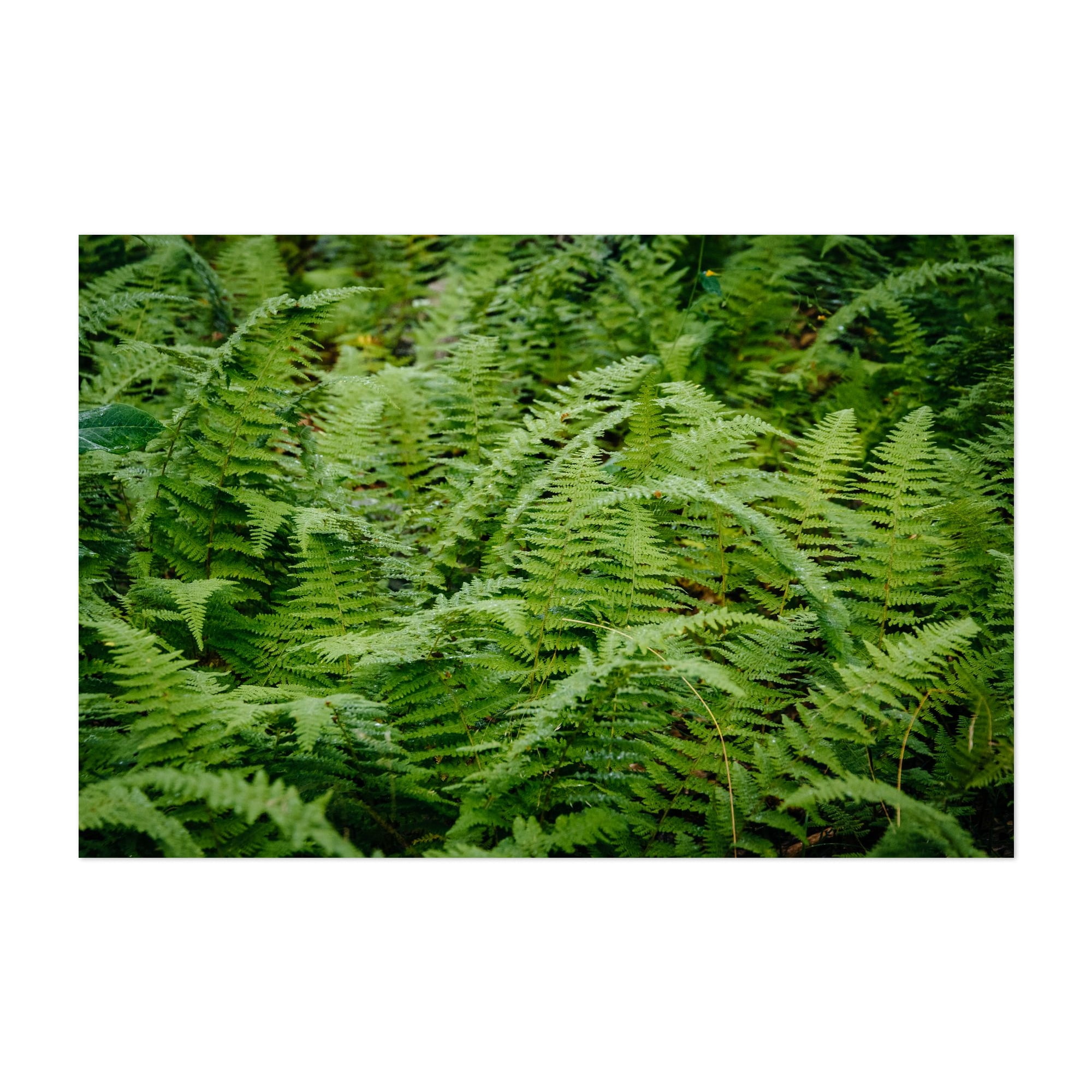 Wet Fern - Virginia Photography Nature Botanical Forest Floral Scenic ...