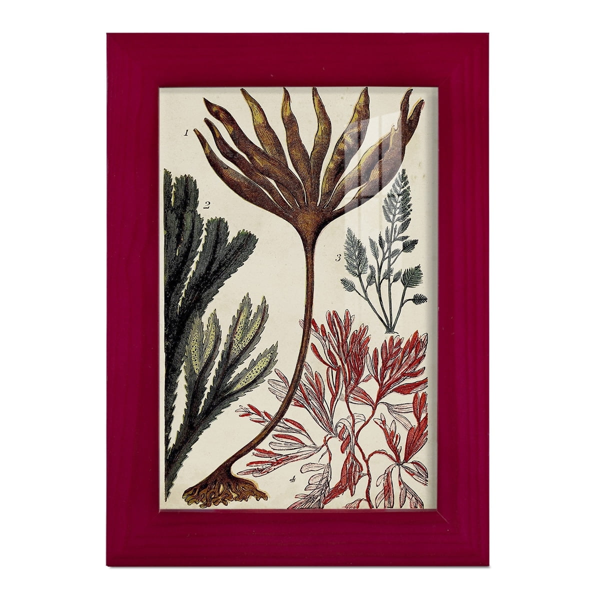 Wexford Home Coral & Seaweed Montage I -Framed Print w/glass-Cherry Red ...