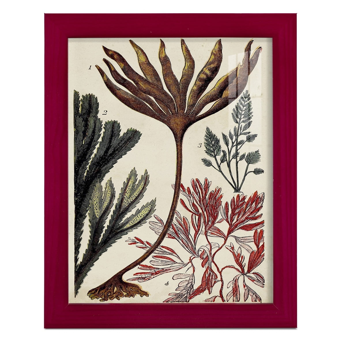 Wexford Home Coral & Seaweed Montage I -Framed Print w/glass-Cherry Red ...