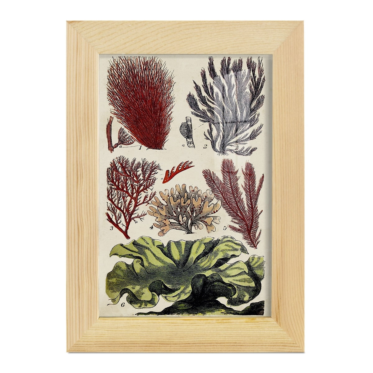 Wexford Home Coral & Seaweed Montage IV -Framed Print w/glass-Cherry ...