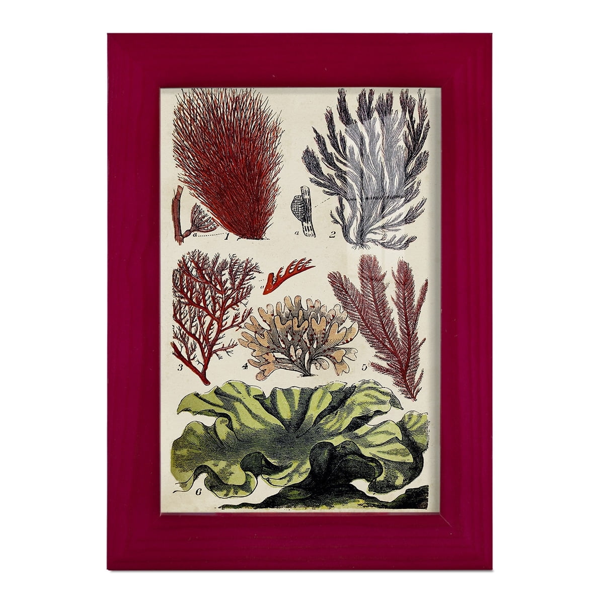 Wexford Home Coral & Seaweed Montage IV -Framed Print w/glass-Cherry ...
