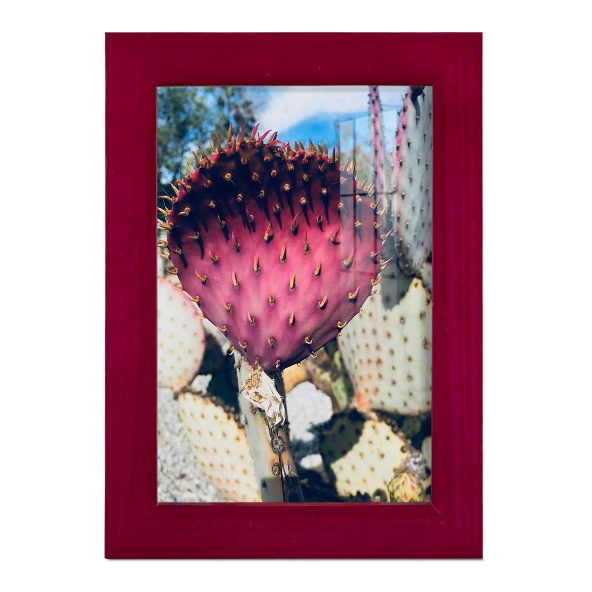 Wexford Home Pink Yellow Cactus III -Framed Print w/glass-Cherry Red ...