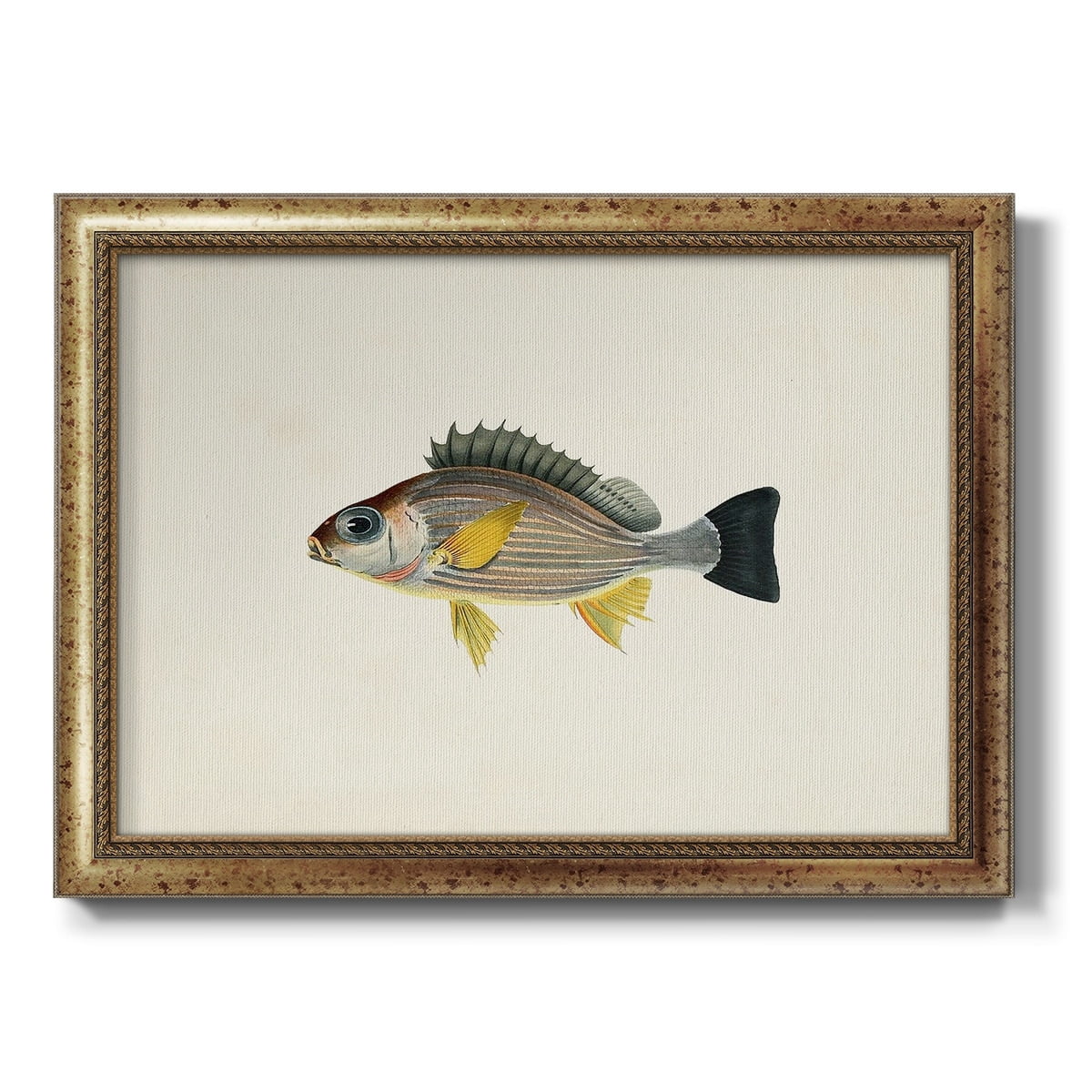 Wexford Home Tropical Fish Collection III Premium Framed Canvas- Ready ...