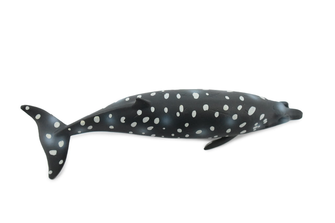 Whale, Blainvilles Beaked Whale, Cetacean, Marine Mammal, Museum ...