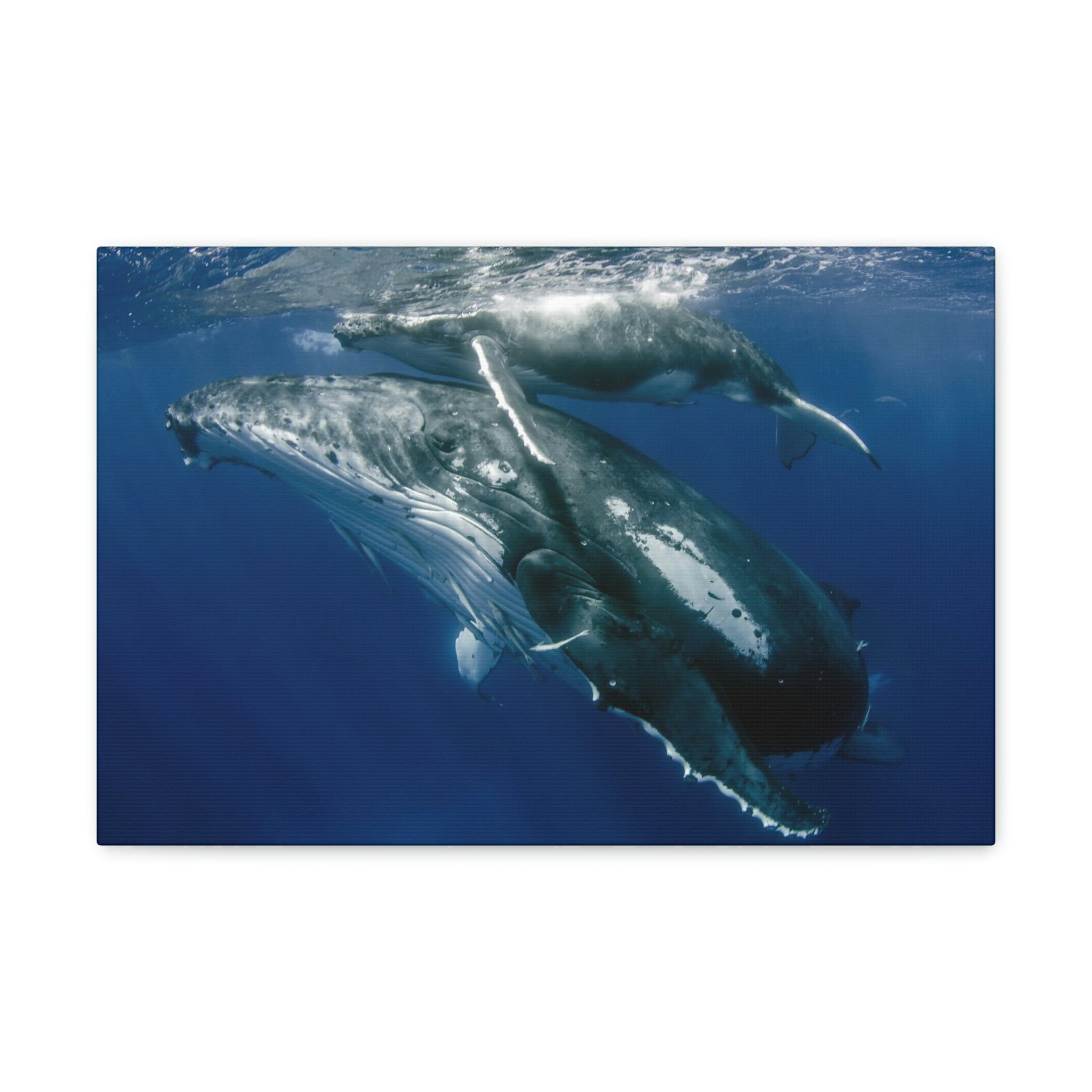 Whale Couple Whale Couple Print Animal Wall Art Wildlife Canvas Prints ...