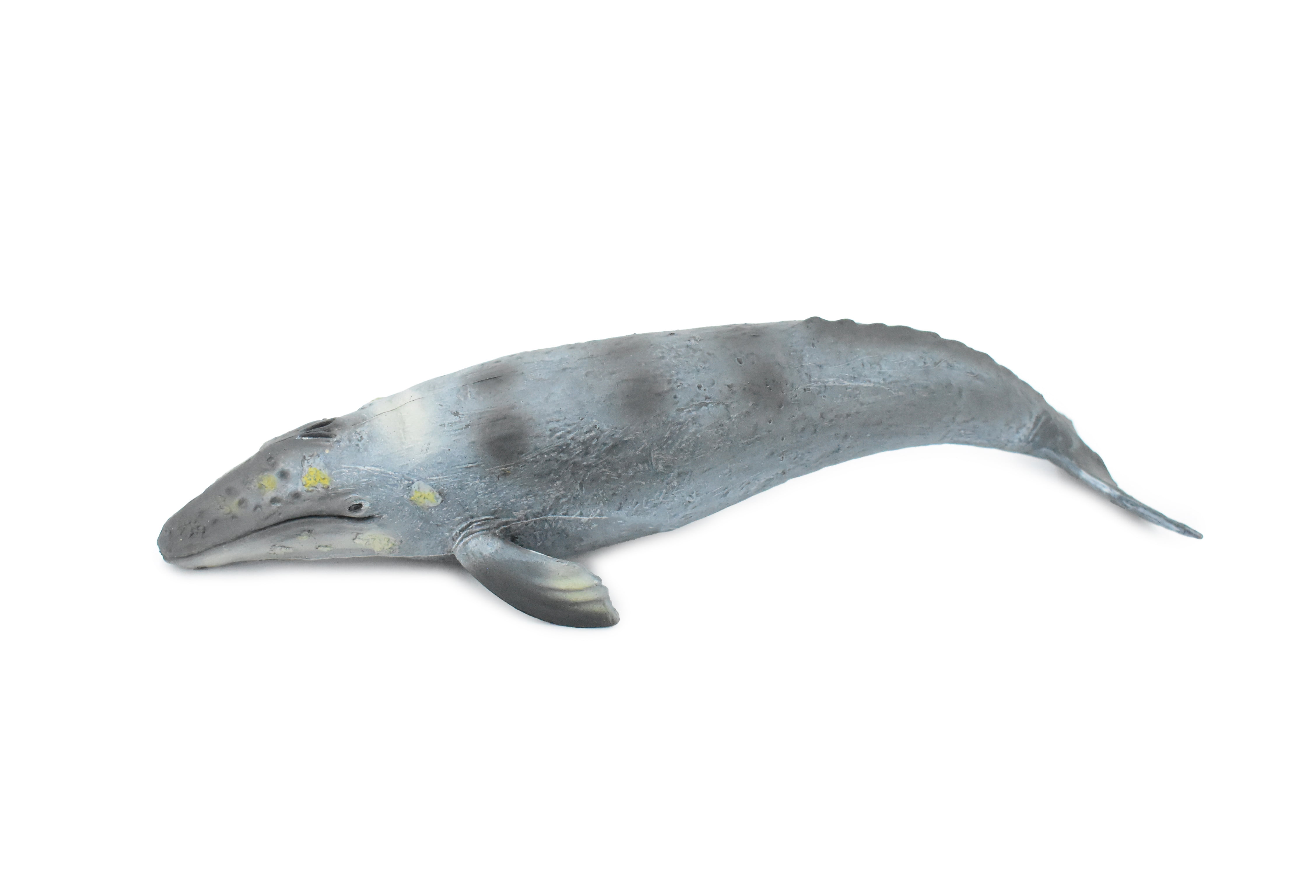 Whale, Grey Whale, Museum Quality, Hand Painted, Rubber Marine Mammal ...