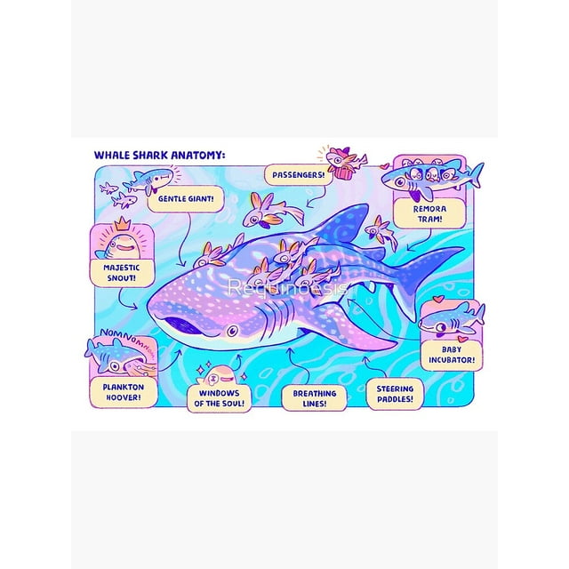 Whale Shark Anatomy Canvas Poster Room Decor Gift - Walmart.com