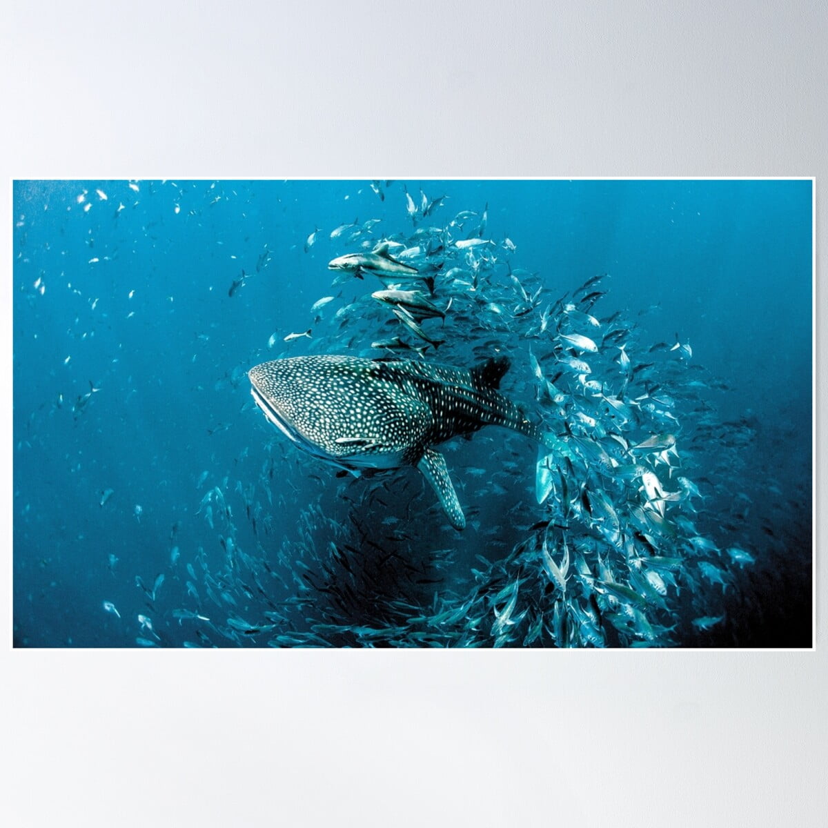 Whale Shark Award Winning Photo Poster Wall Art, Modern Wall Decor For ...