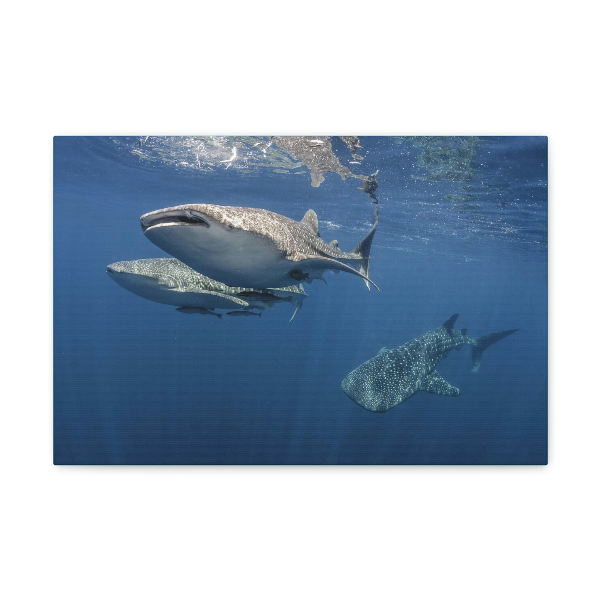 Whale Shark Group Whale Shark Troop Print Animal Wall Art Wildlife ...