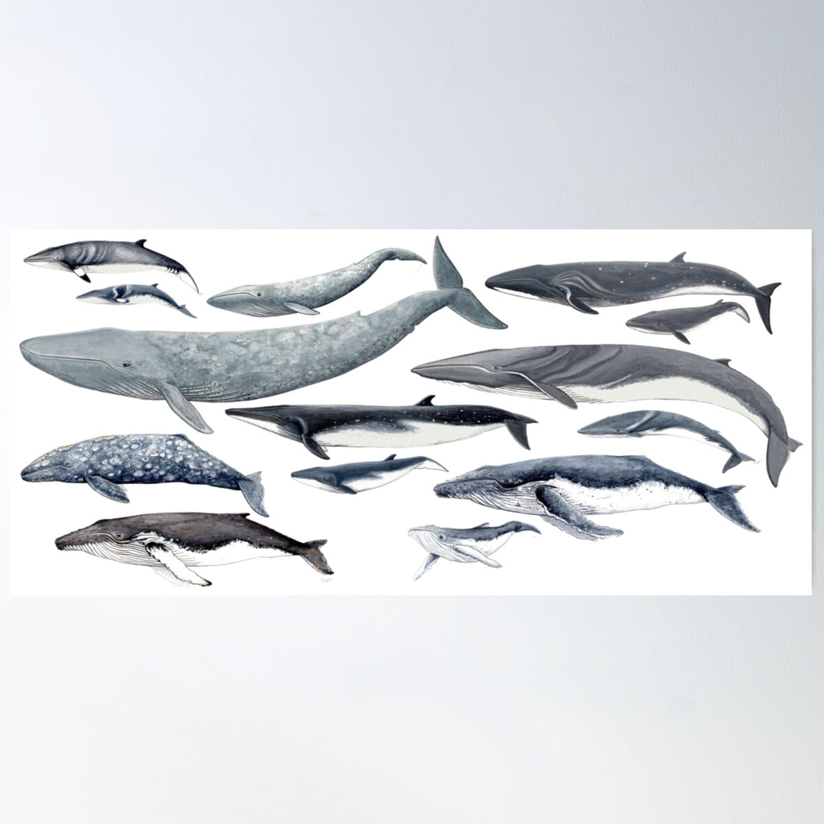 Whales And Baby Whales Poster Wall Art, Modern Wall Decor For Living ...