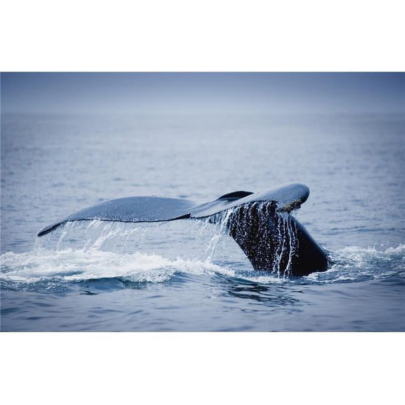 Whales Fluke Poster Print by Darren Greenwood - 17 x 11 - Walmart.com