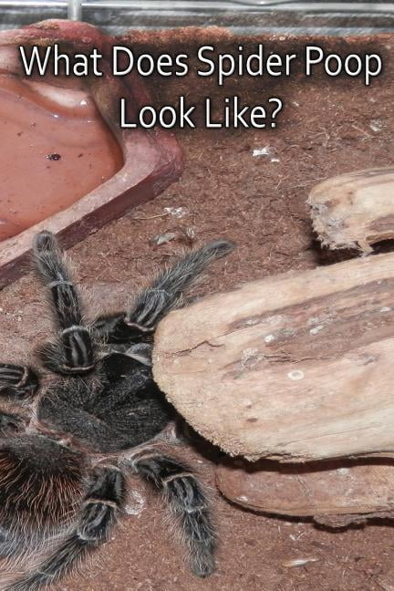 What Does Spider Poop Look Like? (Paperback) - Walmart.com