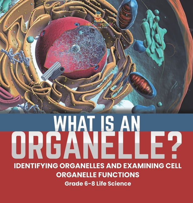 What is an Organelle? Identifying Organelles and Examining Cell ...