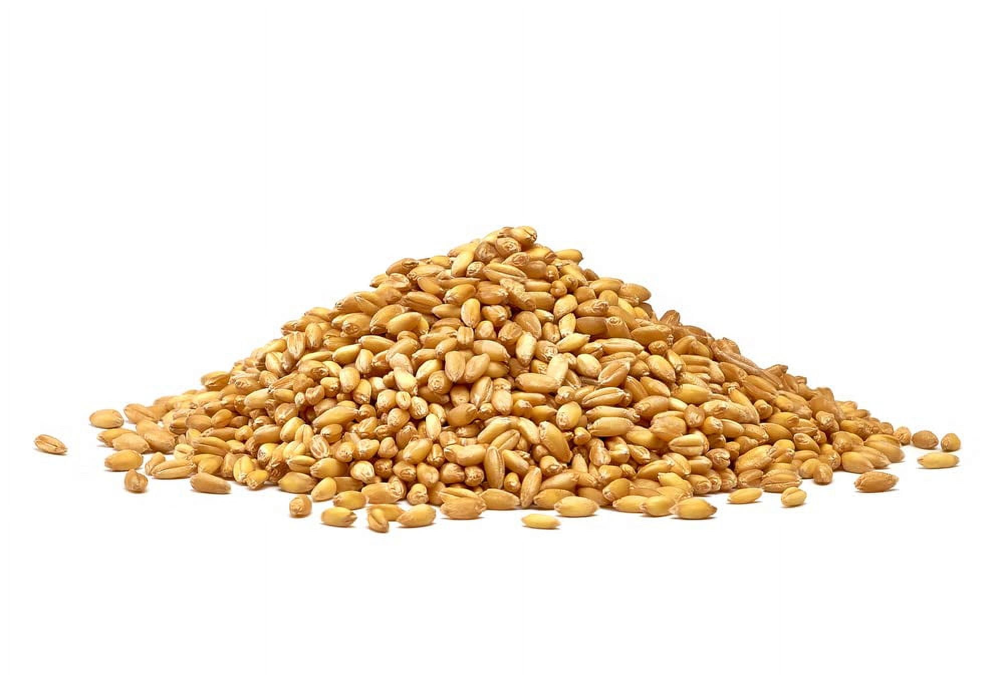 Wheat Cover Crop Seeds - Non-GMO Winter Wheat - Deer & Turkey Food Plot ...