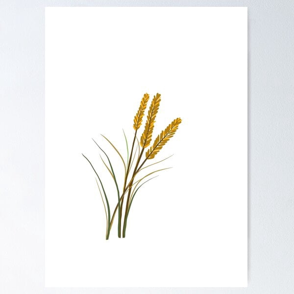 Wheat Poster Wall Art, Modern Wall Decor For Living Room Bedroom, 8x12 ...