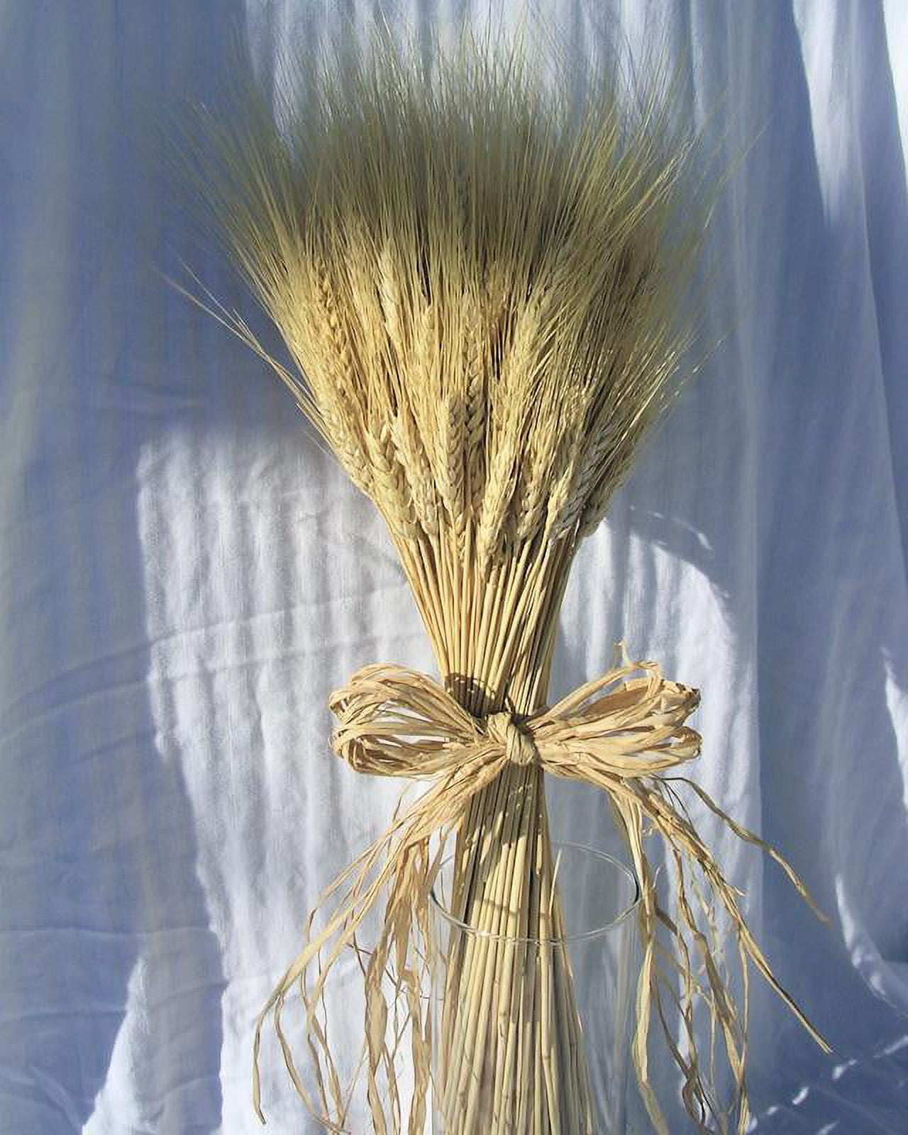 Wheat Stalks Bundle - 8oz blond 40-60 stems Decorative Wheat Bundles ...