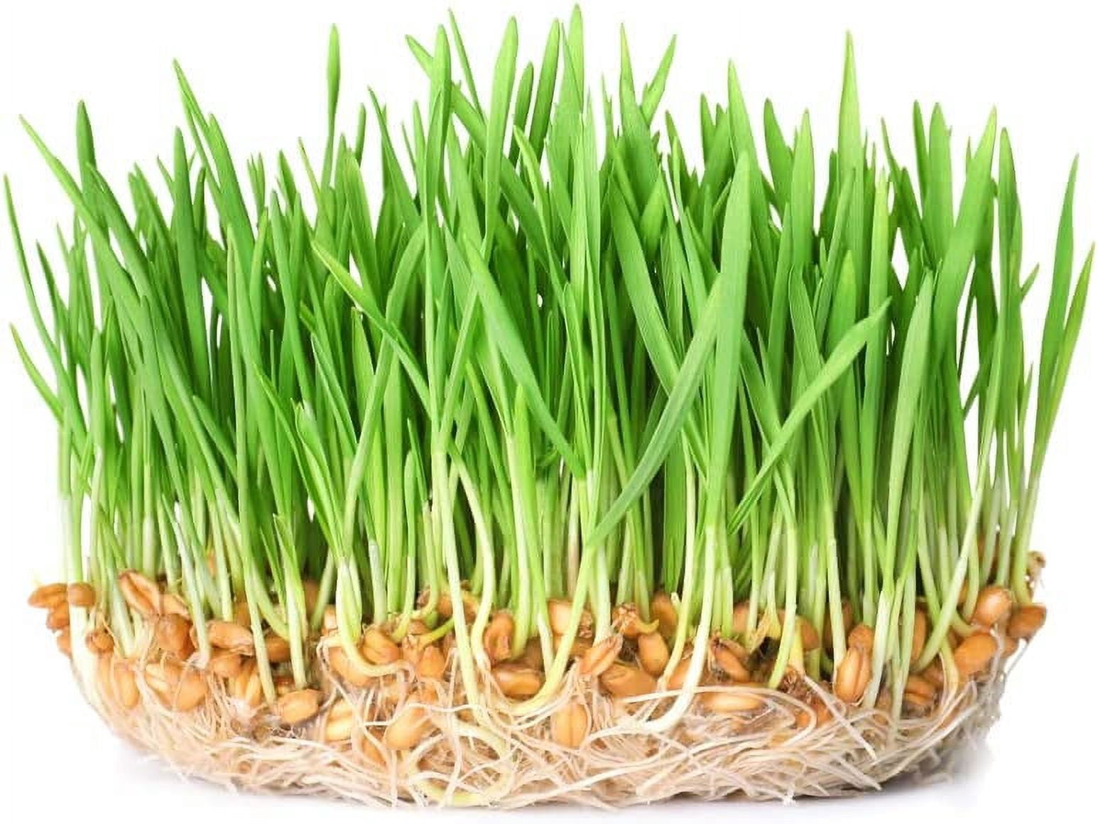 CZ Grain Wheatgrass Sprouts Seeds, 500 Seeds, Easy to Grow, Healthy ...