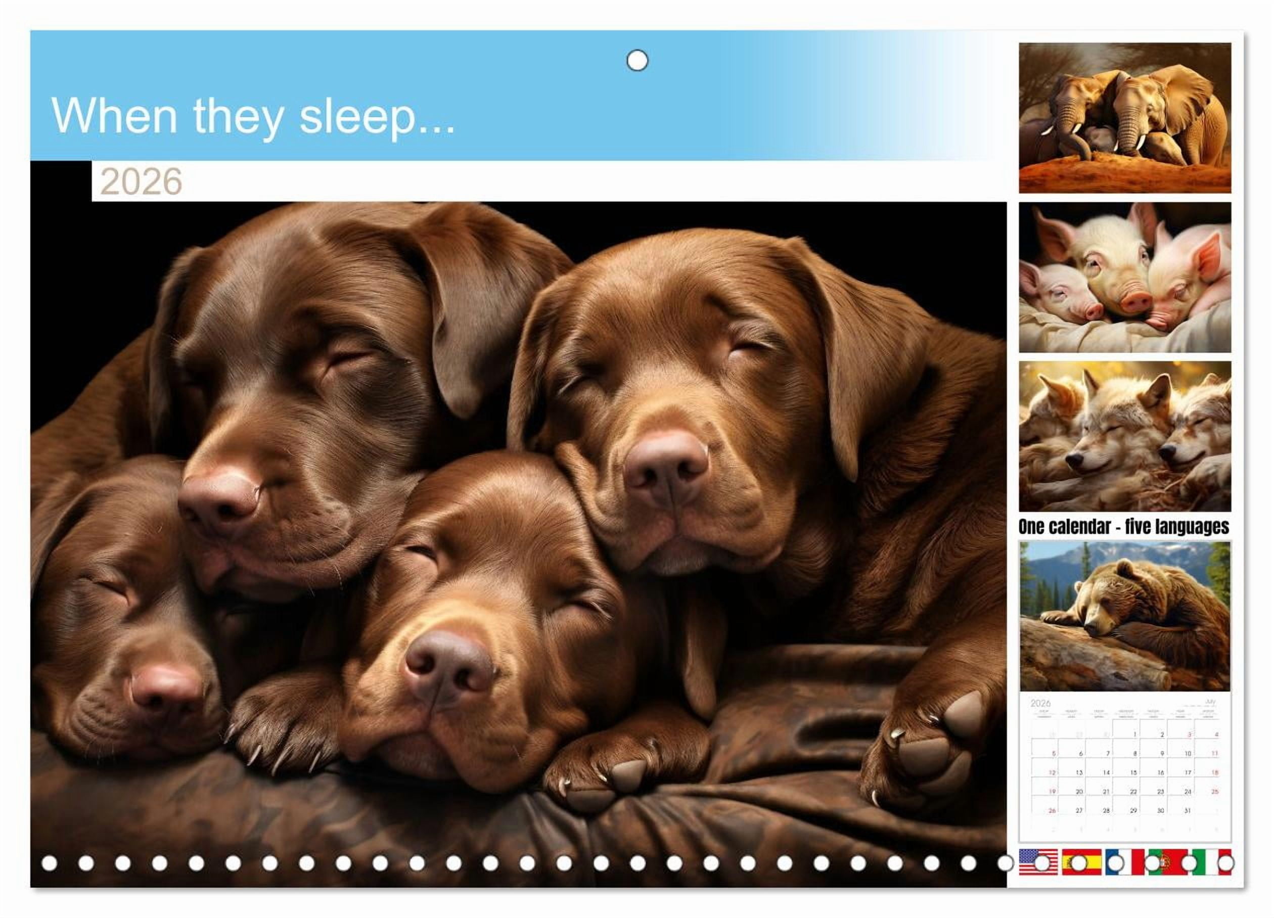 When they sleep... (Monthly Wall Calendar 2026 11.7 x 16.5 (open ...