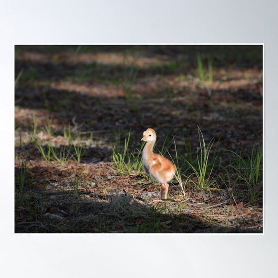 Where Is Everybody. Sandhill Crane Chick Poster Wall Art, Modern Wall ...