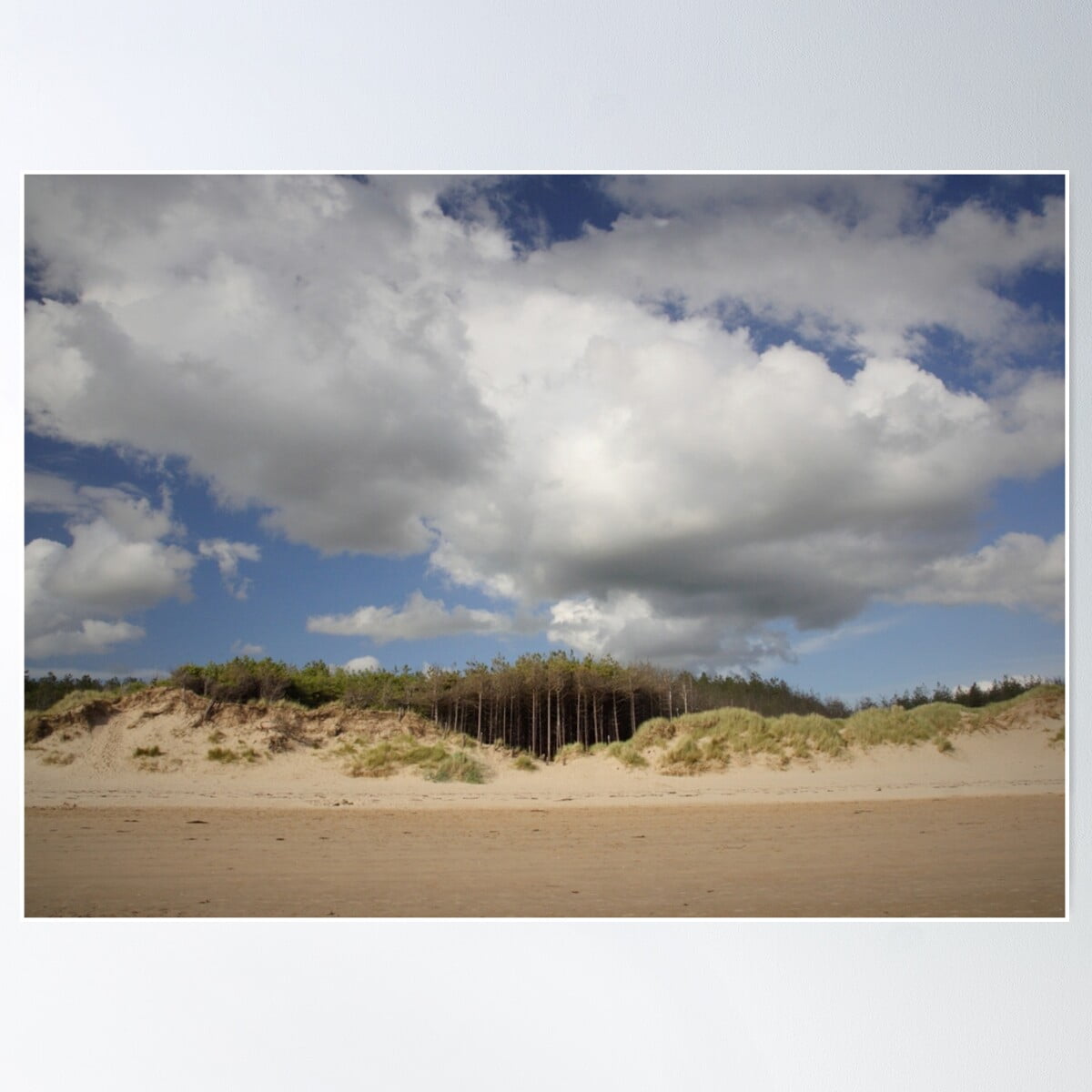 Where The Forest Meets The Beach, Niwbwrch Newborough, Anglesey, Wales ...