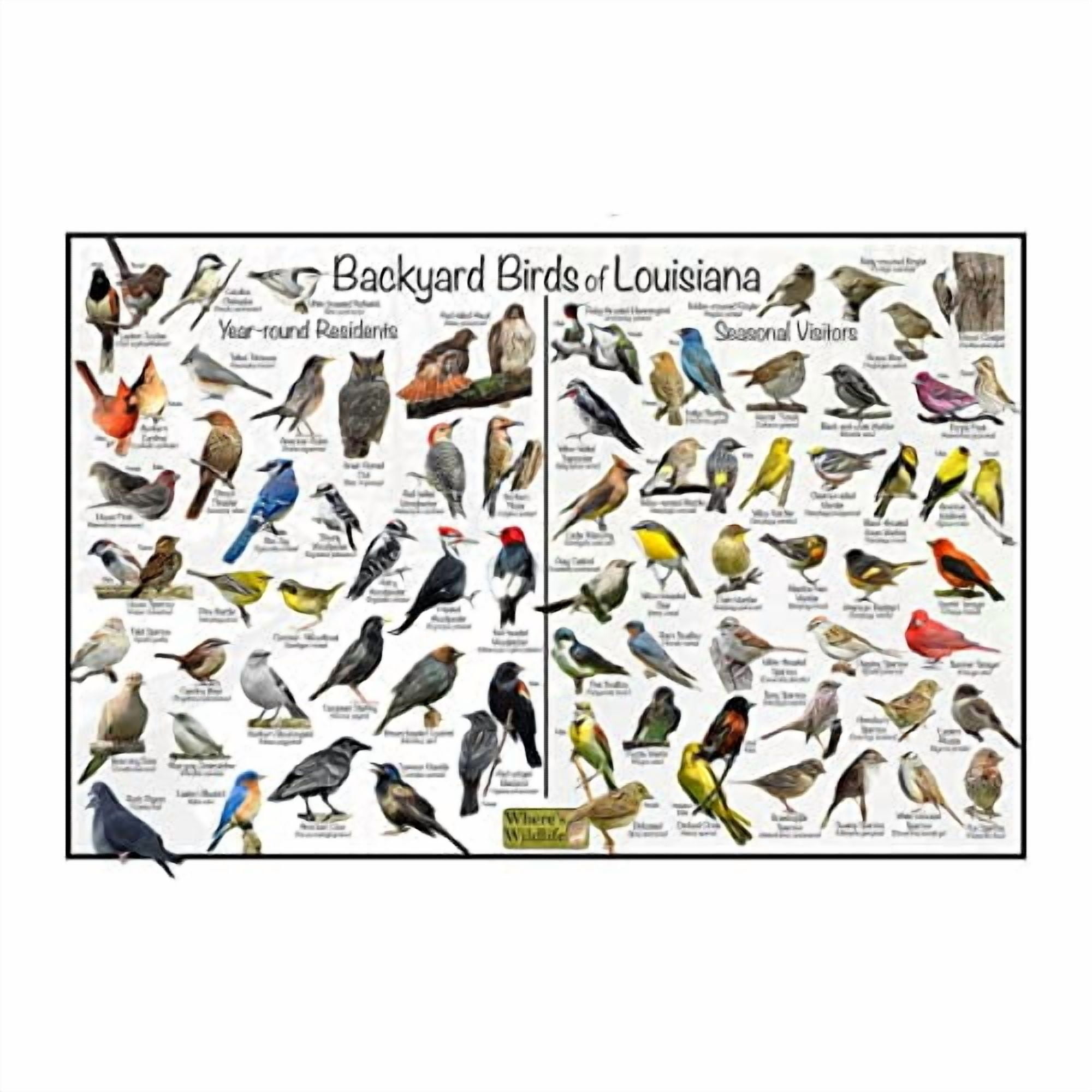 Where's Wildlife Backyard Birds of Louisiana - Laminated Poster ...