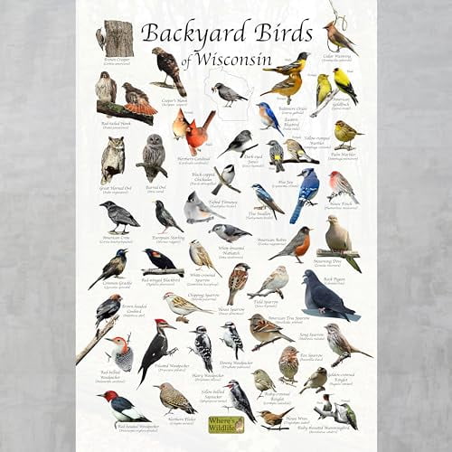 Where's Wildlife Backyard Birds of Wisconsin Bird Identification Poster ...